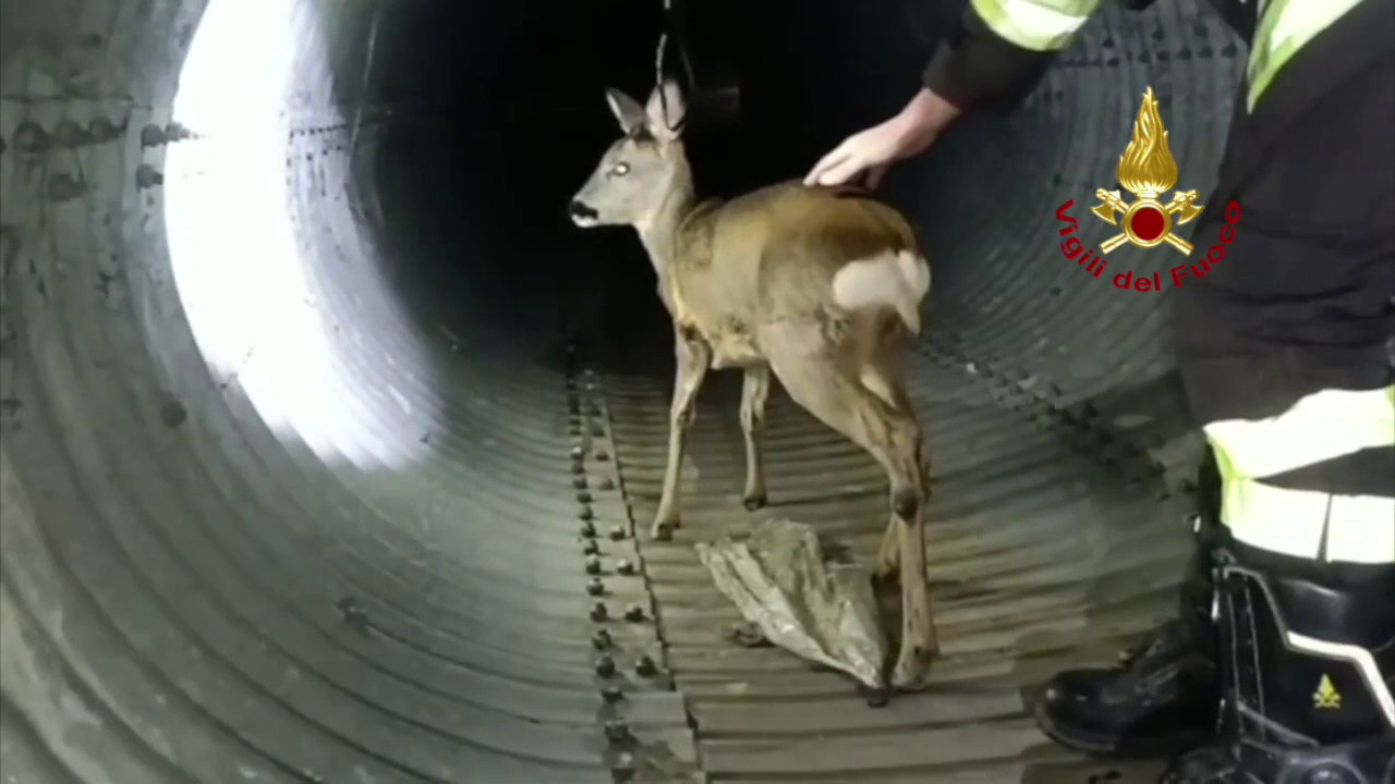 Un capriolo finisce in un fossato, ecco come è stato salvato ...