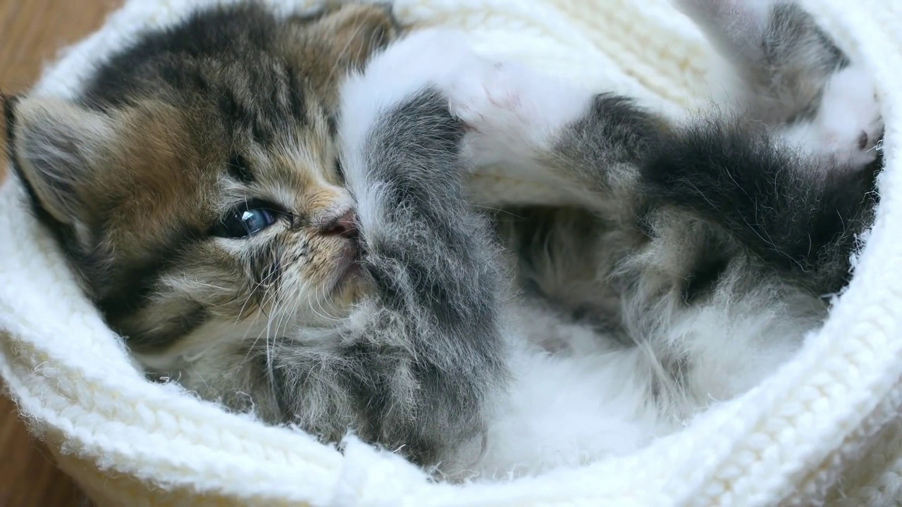 Come dorme il tuo gatto? Tre posizioni diverse, diversi significati ...