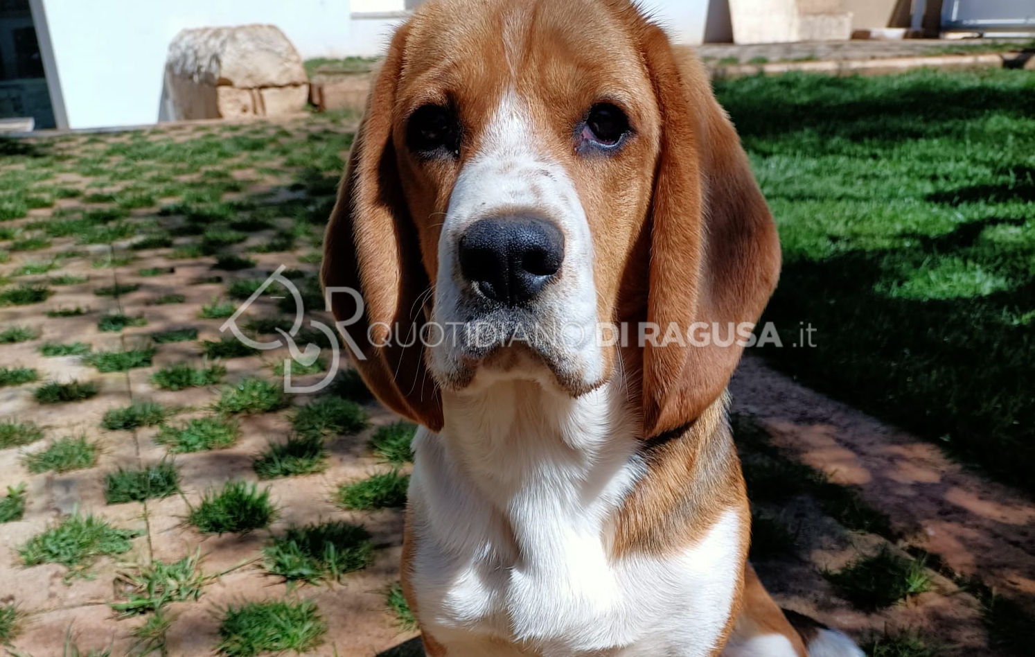 Beagle, il cane che fa impazzire tutti: è fantastico — Quotidiano di Ragusa