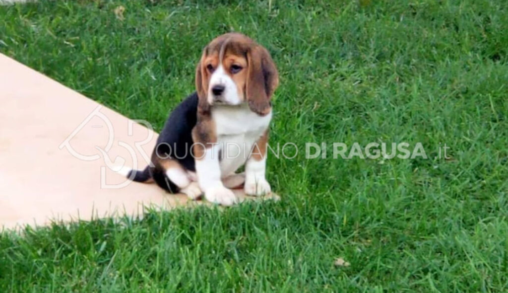 Beagle, il cane che fa impazzire tutti: è fantastico — Quotidiano di Ragusa