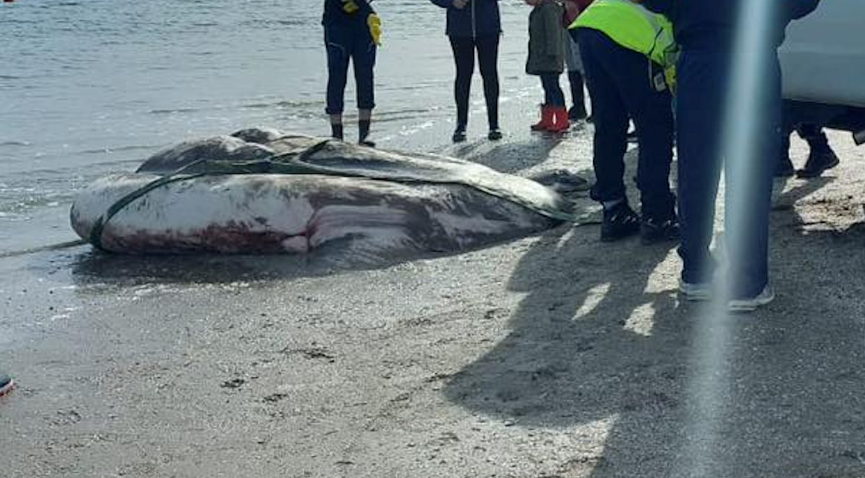 Pesce Luna gigante spiaggiato: pesa mille chili - Quotidiano di Ragusa