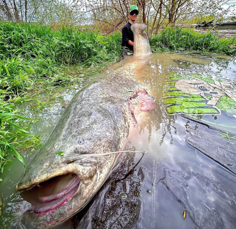 Siluro gigante sul Grande Fiume: pescato un mostro di quasi 3 metri ...