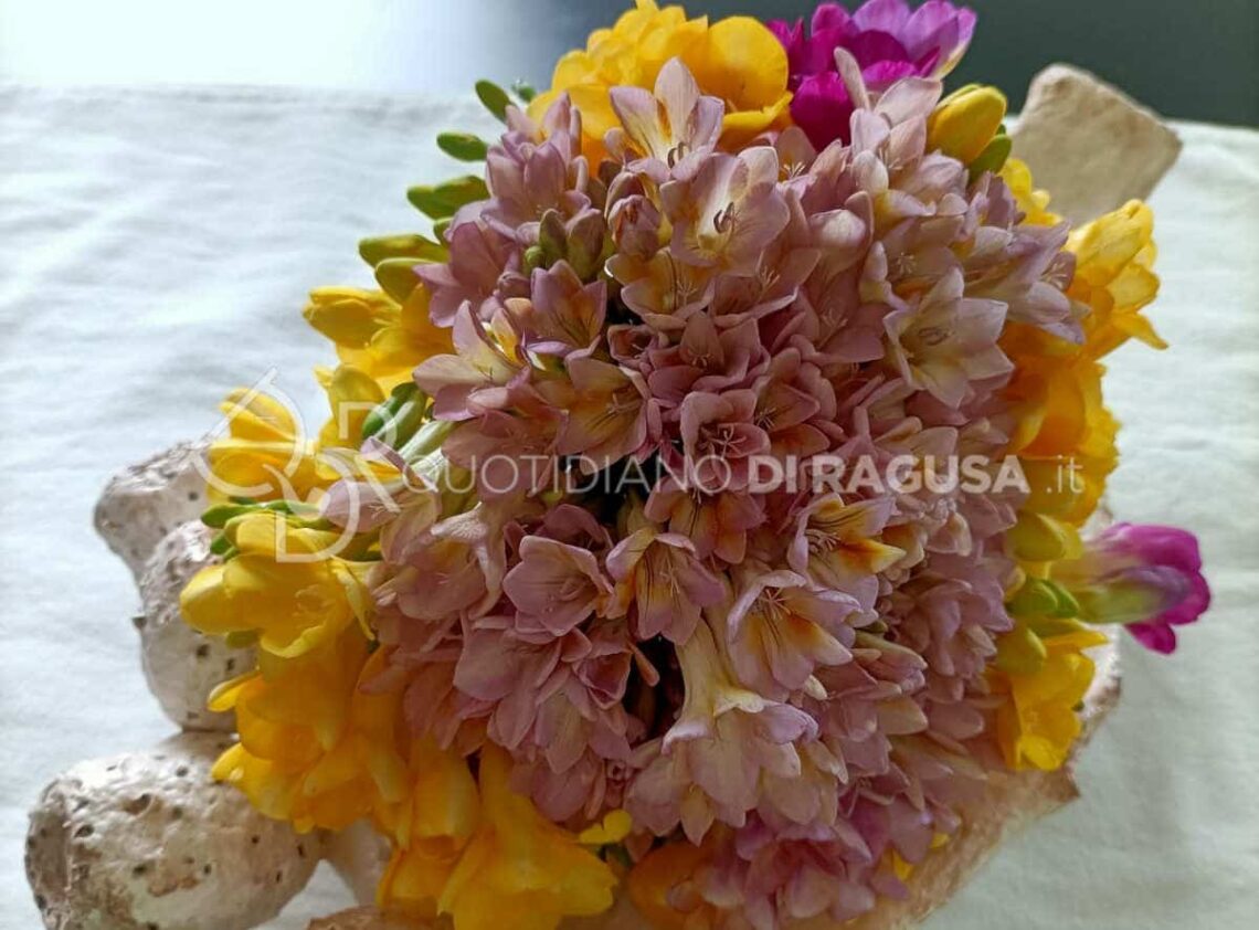 La fresia, un fiore antico e profumato: ecco perchè è simbolo di ...